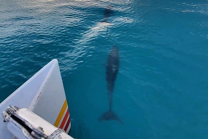 Key West Sunset Sail: Dolphin Watching, Wine, and Tapas - The Value of the Experience