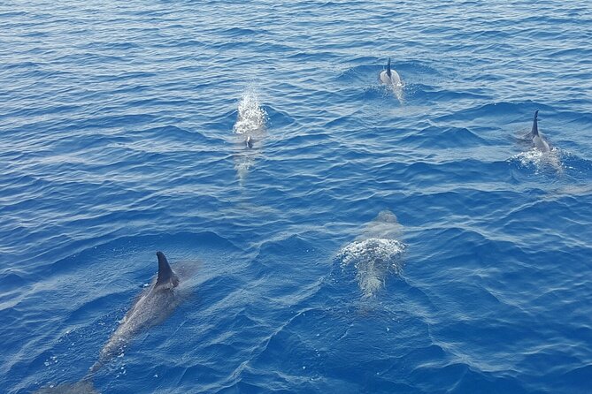 Key West Sunset Sail: Dolphin Watching, Wine, and Tapas - FAQs