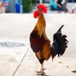 Key West: The Conch Republic Come Alive - Who This Tour Is Perfect For