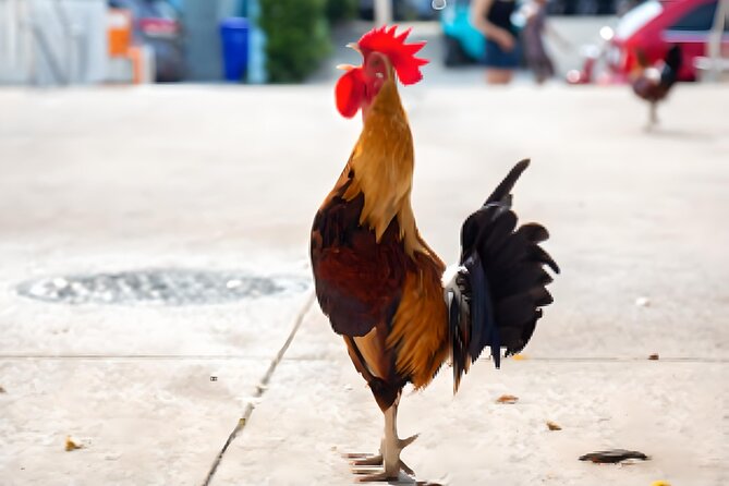 Key West: The Conch Republic Come Alive - Who This Tour Is Perfect For