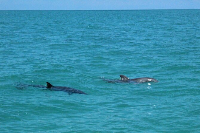Key West Tours from Miami: Dolphin Discovery, Snorkeling & More ! - An In-Depth Look at the Tour Experience
