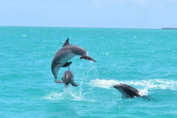 Key West's Favorite Afternoon Dolphin Sail - An In-Depth Look at the Key West Dolphin Sail