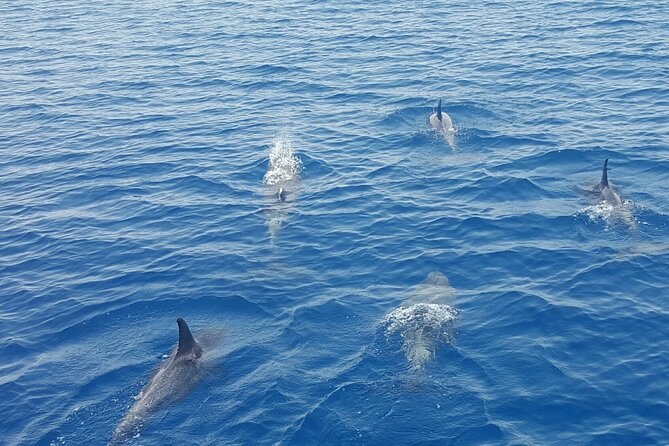 Key West's Favorite Afternoon Dolphin Sail - FAQs