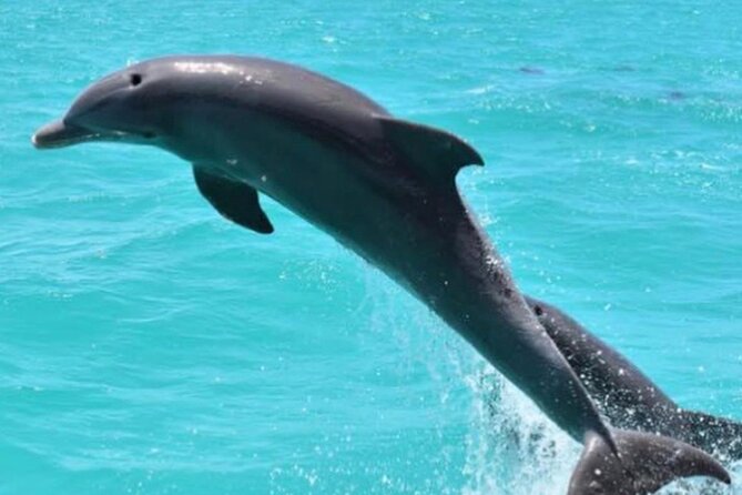 Key West's Favorite Afternoon Dolphin Sail - In Closing