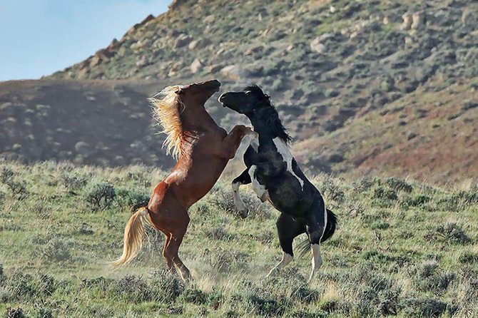 Kicking Red Canyon Wild Mustang Bus Tour Deals 5 PM In Cody - Intro