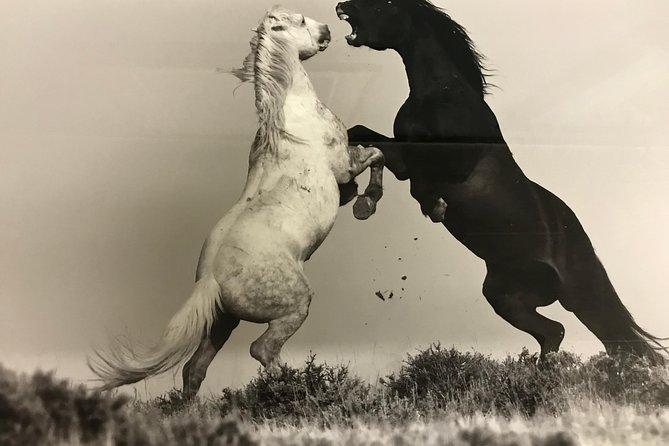 Kicking Red Canyon Wild Mustang Bus Tour Deals 5 PM In Cody - Key Points