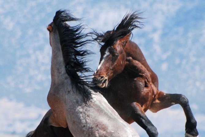 Kicking Red Canyon Wild Mustang Bus Tour Deals 5 PM In Cody - An In-Depth Look at the Tour