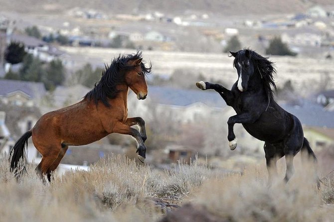Kicking Red Canyon Wild Mustang Bus Tour Deals 5 PM In Cody - The Value of the Experience