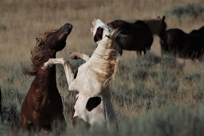 Kicking Red Canyon Wild Mustang Bus Tour Deals 5 PM In Cody - The Sum Up
