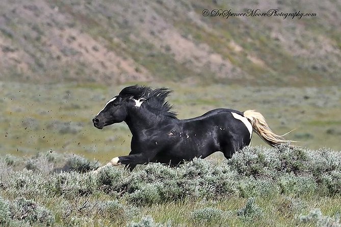 Kicking Red Canyon Wild Mustang Bus Tour Deals 5 PM In Cody - FAQ