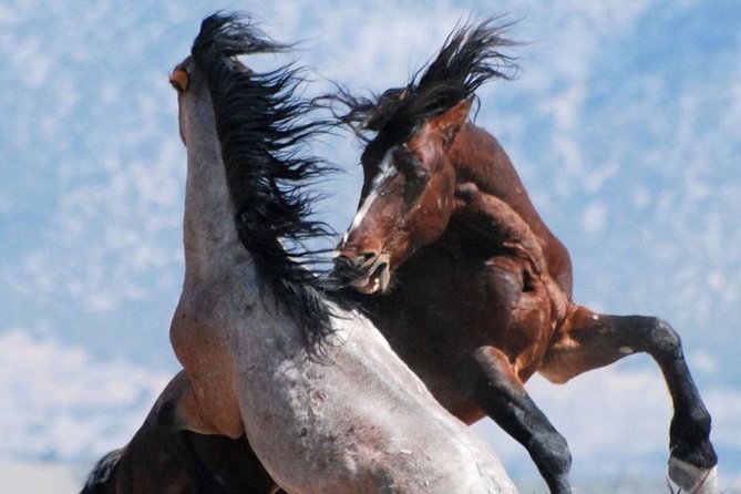 Kicking Red Canyon Wild Mustang Bus Tour Deals 8am Daily - Is the Price Worth It?