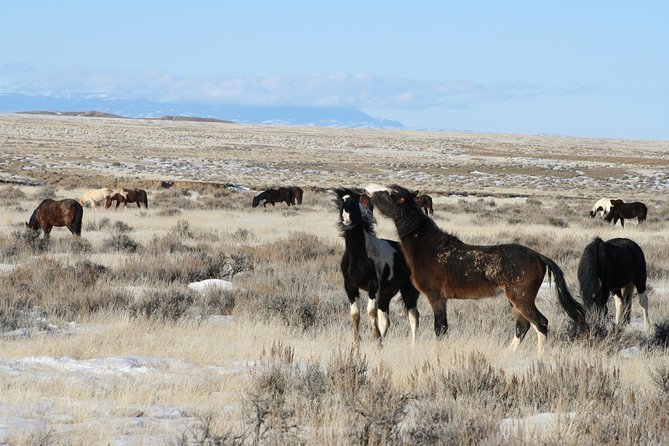 Kicking Red Canyon Wild Mustang Bus Tour Deals 8am Daily - Practical Tips for Your Tour