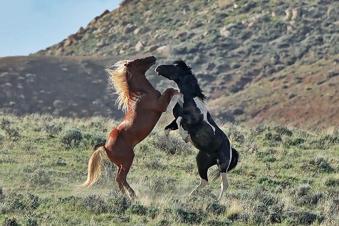 Kicking Red Canyon Wild Mustang Bus Tour Deals 8am Daily - Who Will Enjoy This Tour?