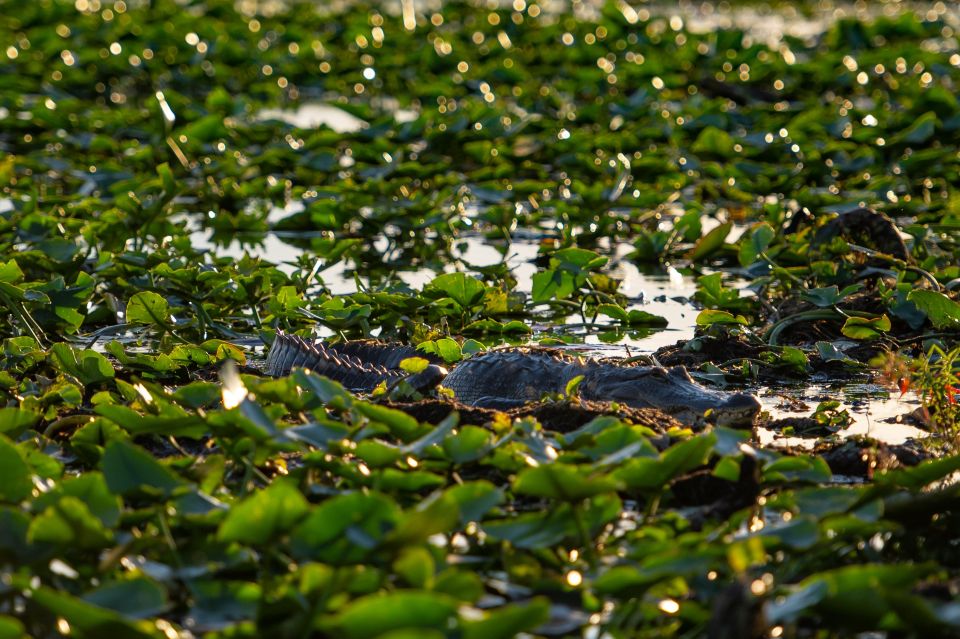 Kissimmee: Boggy Creek Airboat Ride with Optional Meal - Authentic Experiences as Reported by Visitors