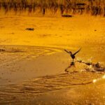 Kissimmee: Boggy Creek Sunset Airboat Tour - Why This Tour Is Worth Considering