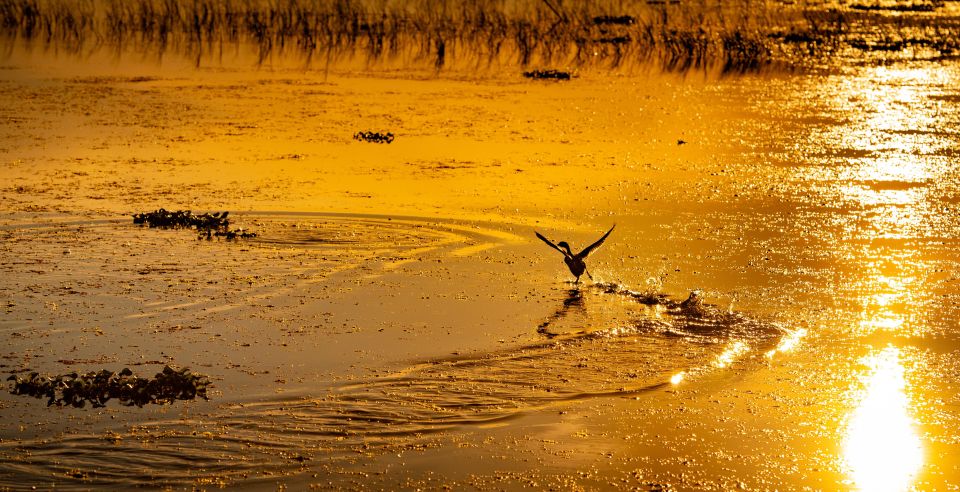 Kissimmee: Boggy Creek Sunset Airboat Tour - Why This Tour Is Worth Considering