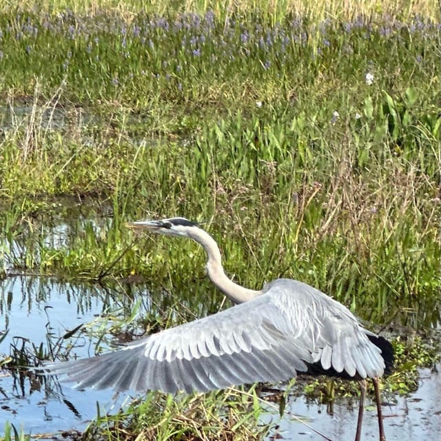 Kissimmee: Everglades Alligator and Wildlife Airboat Tour - Key Points