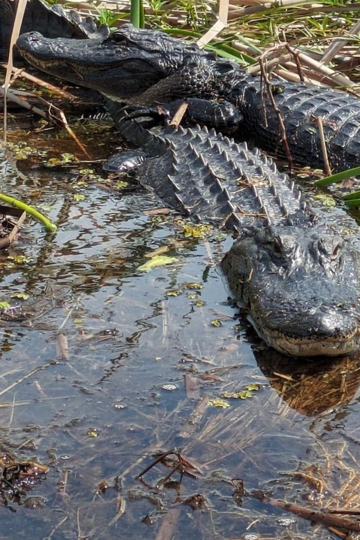 Kissimmee: Everglades Alligator and Wildlife Airboat Tour - An In-Depth Look at the Experience