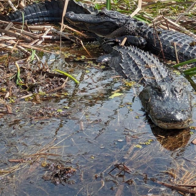Kissimmee: Everglades Alligator and Wildlife Airboat Tour - Final Thoughts: Is It Worth It?