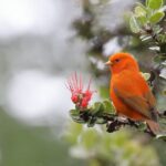 Klauea Hike and Lava Gazing with Native Hawaiian - FAQs