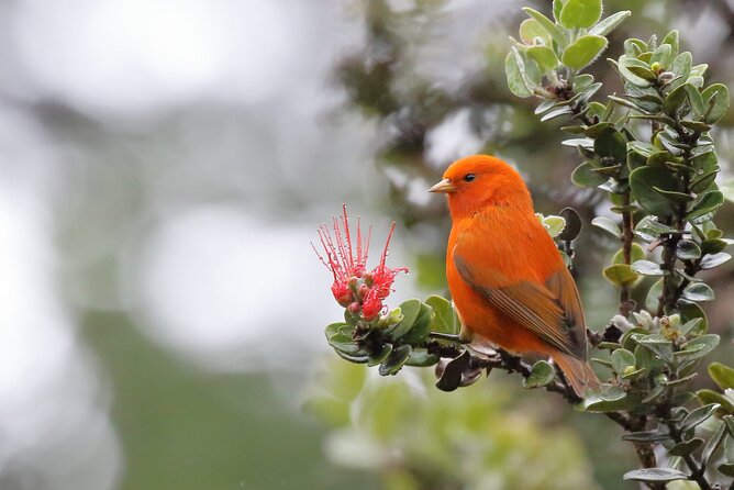 Klauea Hike and Lava Gazing with Native Hawaiian - FAQs
