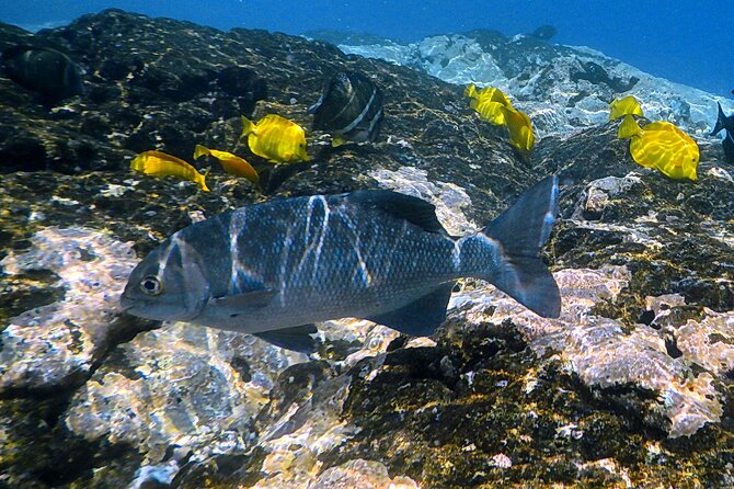 Kona Coast Cruise: Snorkel Kealakekua Bay & Dolphin Encounter - Who Will Love This Tour?