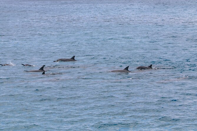 Kona Coastline Escape: Sail with Dolphins & Turtles on Honi Olani - Group Size and Atmosphere