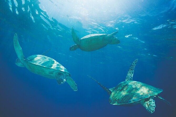 Kona Coastline Escape: Sail with Dolphins & Turtles on Honi Olani - Practical Tips for Your Trip