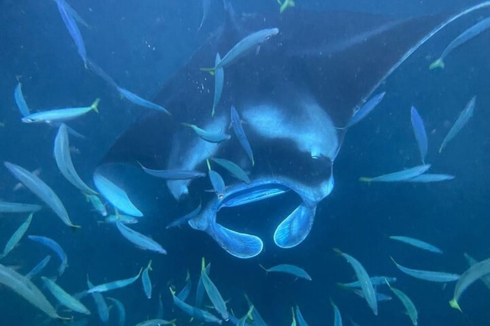 Kona Hi, Sunset Manta Ray Tour 10 passengers maximum - Key Points