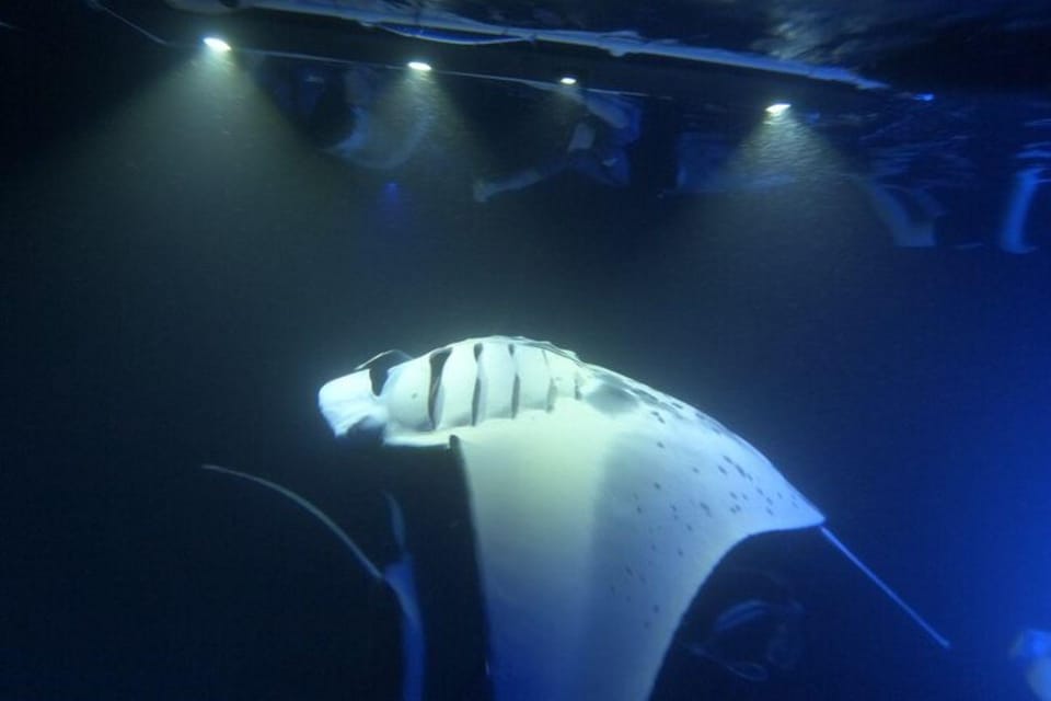 Kona Hi, Sunset Manta Ray Tour 10 passengers maximum - Why Choose This Tour?