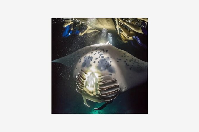 Kona Manta Ray Night Snorkel Adventure! Small Group - The Itinerary: Breakdown and Insights