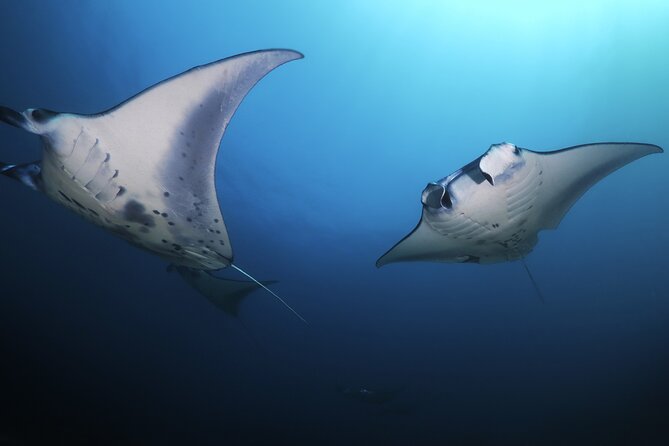 Kona Manta Ray Night Snorkel Adventure! Small Group - The Experience from Reviews: Authentic Insights