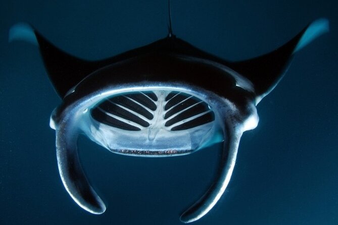 Kona Manta Ray Night Snorkel Adventure! Small Group - Analyzing the Value: Price and Experience