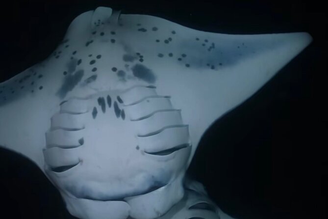 KONA Manta Ray Night Snorkel - FREE re-ride if no Sightings - The Itinerary in Detail