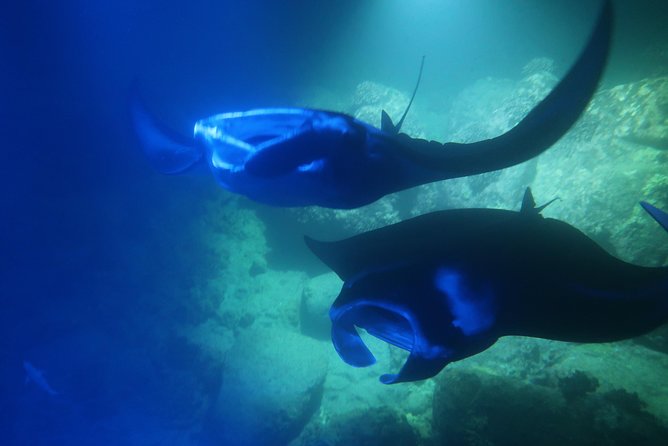 Kona Manta Rays Guaranteed Night Snorkel in Keauhou Harbor - A Detailed Look at the Kona Manta Rays Night Snorkel Experience  