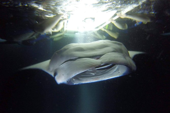 Kona Manta Rays Guaranteed Night Snorkel in Keauhou Harbor - Who Is This Tour Best For?