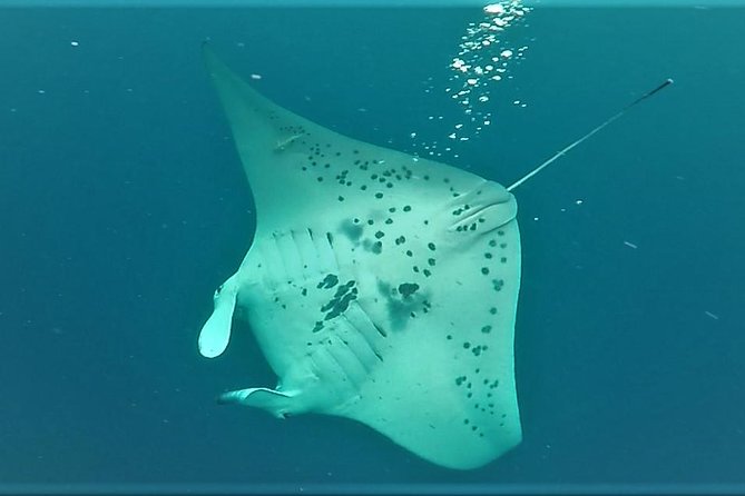 Kona Manta Rays Guaranteed Night Snorkel in Keauhou Harbor - FAQ  
