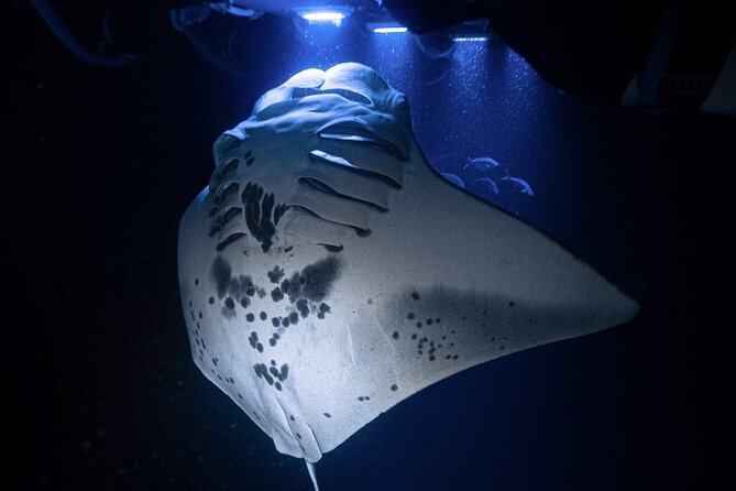 Kona Night Manta Snorkel Tour - Kona Night Manta Snorkel Tour: An In-Depth Review of Hawaii’s Most Popular Marine Experience