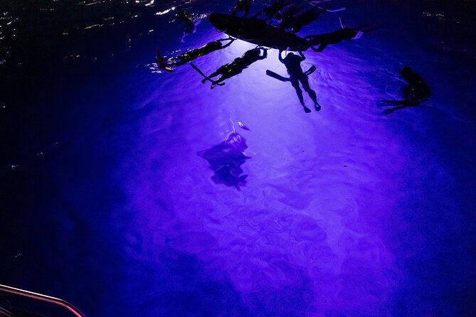 Kona Night Manta Snorkel Tour - What to Expect from the Kona Night Manta Snorkel Tour