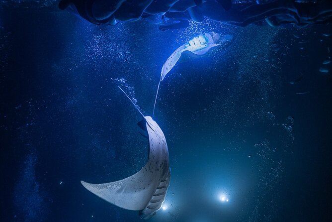Kona Night Manta Snorkel Tour - Why This Tour Offers Great Value