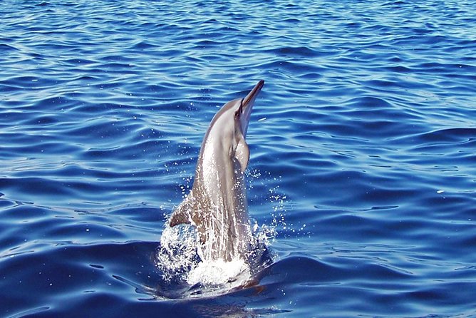 Kona Shore Excursion: Wild Dolphin Reefs Snorkel and Sea Caves - Key Points