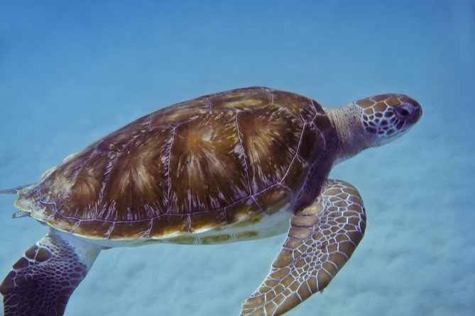 Kona Shore Excursion: Wild Dolphin Reefs Snorkel and Sea Caves - Final Thoughts: Who Will Love This Tour?