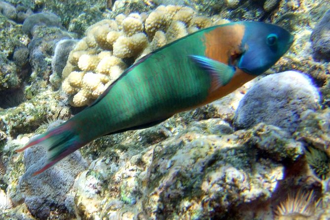 Kona Shore Excursion: Wild Dolphin Reefs Snorkel and Sea Caves - FAQ