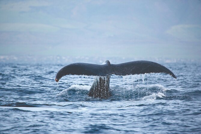 Kona Whale Watch from Honokohau on Sailing Boat - Who Should Consider This Tour?