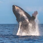 Kona Whale Watch from Honokohau on Sailing Boat - Final Thoughts