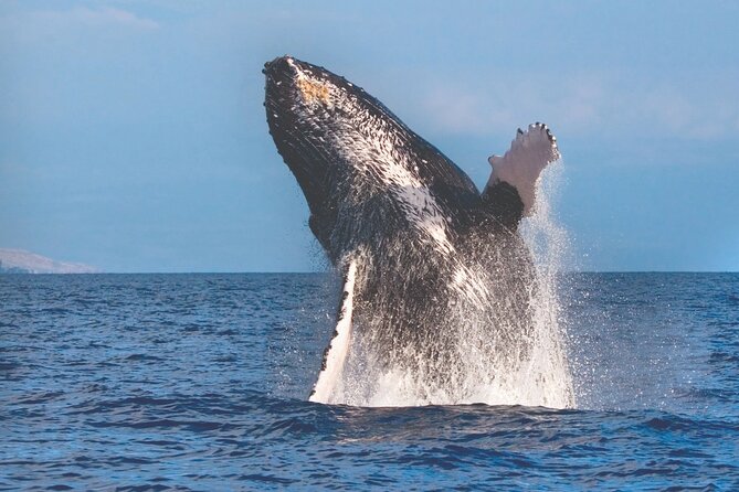 Kona Whale Watch from Honokohau on Sailing Boat - Final Thoughts