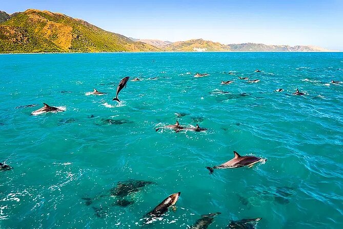 Kona Wild Dolphin, Sea Cave & Captain Cook Reef Snorkel Adventure - An In-Depth Look at the Kona Wild Dolphin & Snorkel Tour