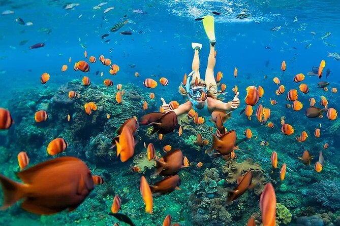 Kona Wild Dolphin, Sea Cave & Captain Cook Reef Snorkel Adventure - The Sum Up