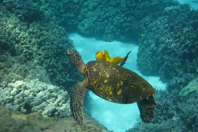 Kona's Deluxe Snorkel - Snorkel Captain Cook and Place of Refuge - Final Thoughts