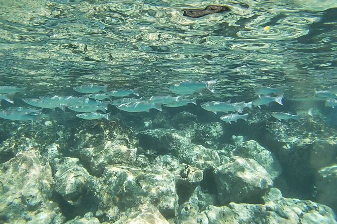 Kona's Deluxe Snorkel - Snorkel Captain Cook and Place of Refuge - FAQ